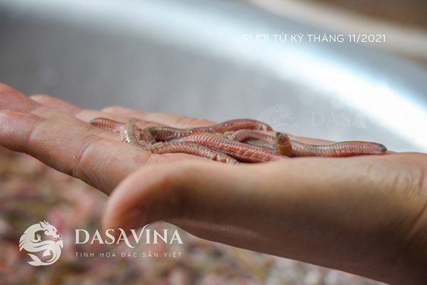 Con rươi là con gì? ️ ️Những lưu ý khi chế biến món ăn từ rươi ️ ️