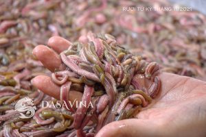 Con rươi là con gì? ️ ️Những lưu ý khi chế biến món ăn từ rươi ️ ️